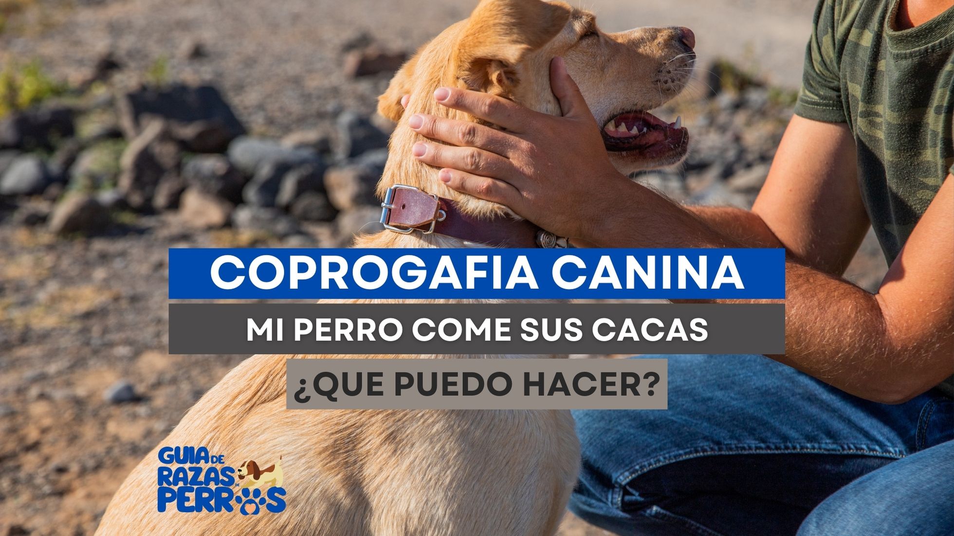 ¿Por qué mi perro come caca? ¿Qué puedo hacer? Coprofagia