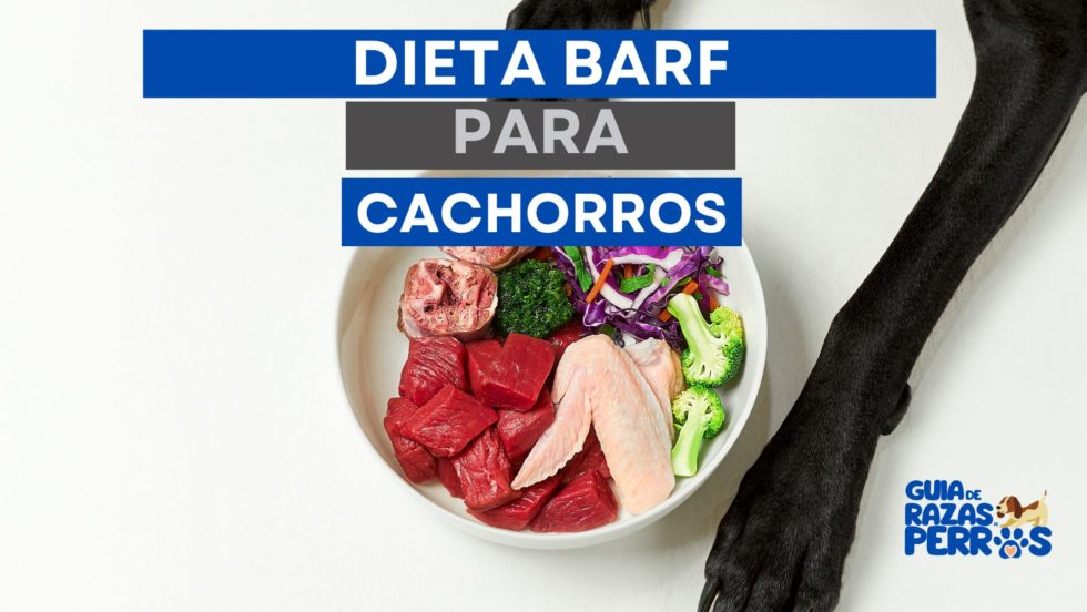 Dieta Barf para perros cachorros. ¿Es recomendable?
