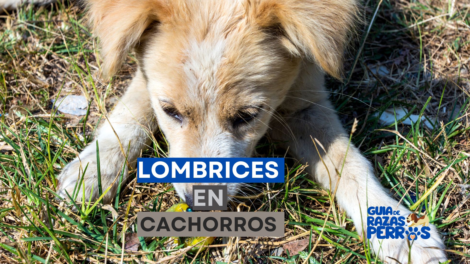 Lombrices en Cachorros: Combatir parasitos intestinales