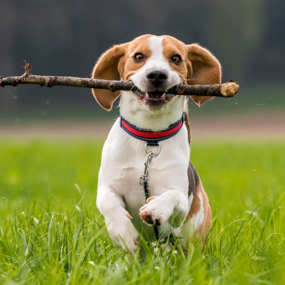 【Perro Beagle】Guía completa | Cuidados, Carácter