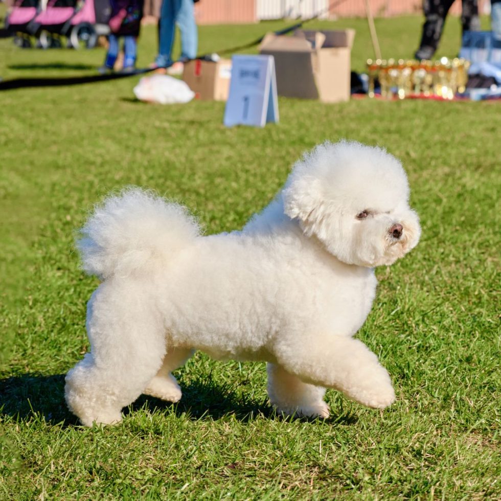 【Perro Bichón Frisé 】Cuidados Bichón Frisé | Guía de Raza
