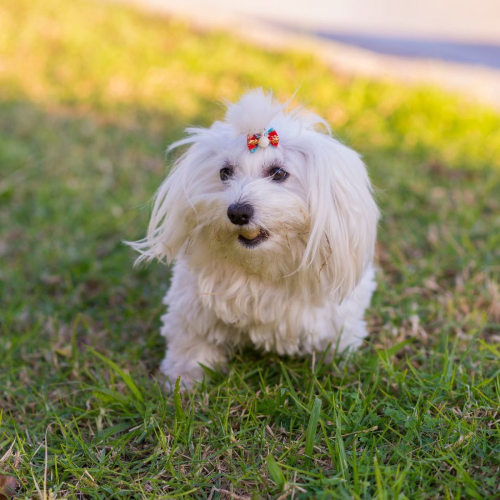 【Perro Bichón Maltes】Guía completa | Cuidados, Carácter