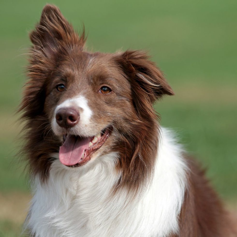 【Perro Border Collie】Guía completa | Cuidados, Carácter