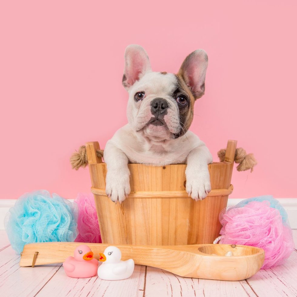 40 nombres para Perros Bulldog Francés ¡Descúbrelos!