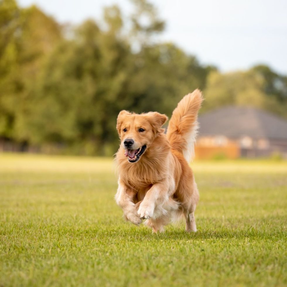 Perro Golden Retriever 】Guía | Cuidados, Carácter