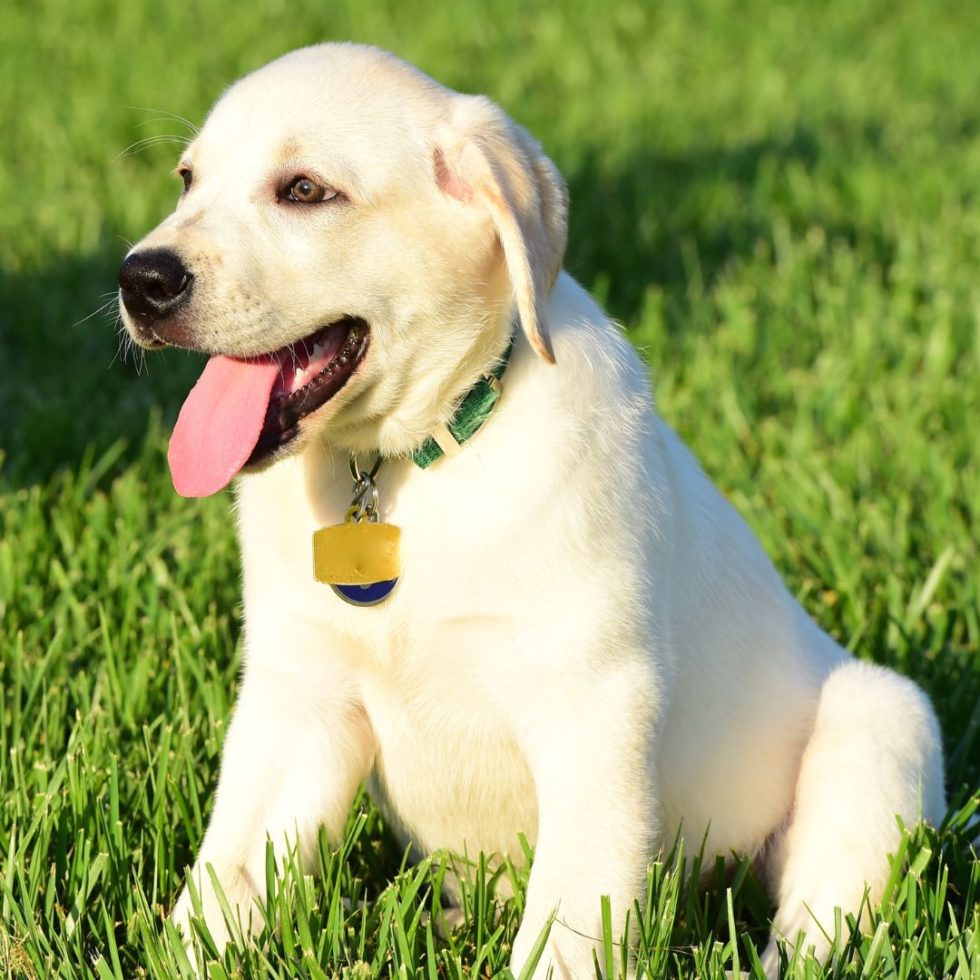 Perro Labrador Retriever 】Cuidados Labrador Retriever