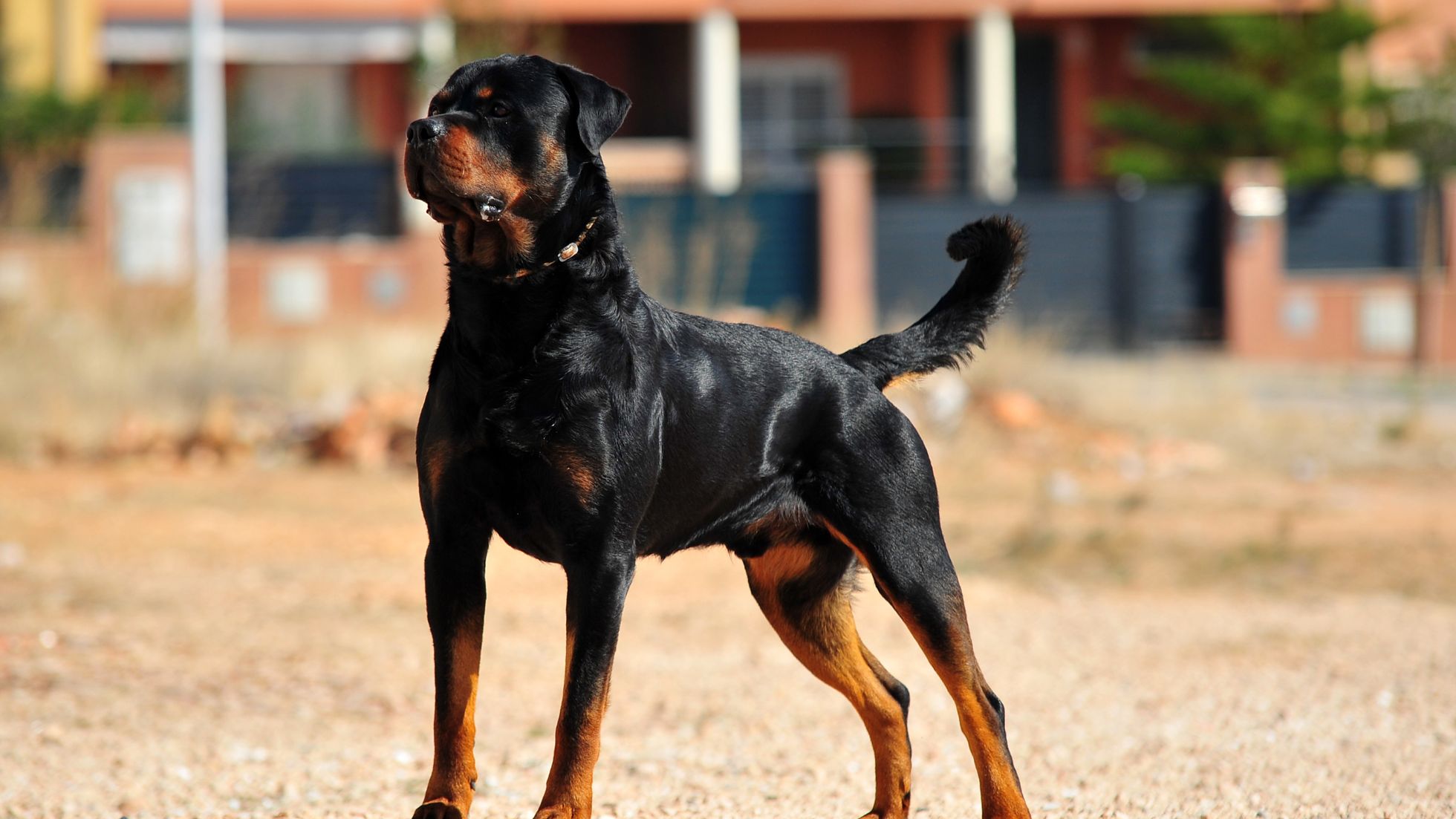 Colombia obliga a que los perros porten bozal