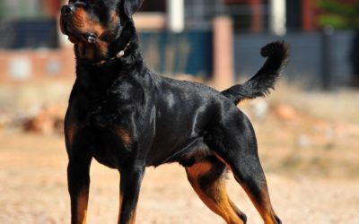 Perros fuertes | Razas de perros robustos y resistentes