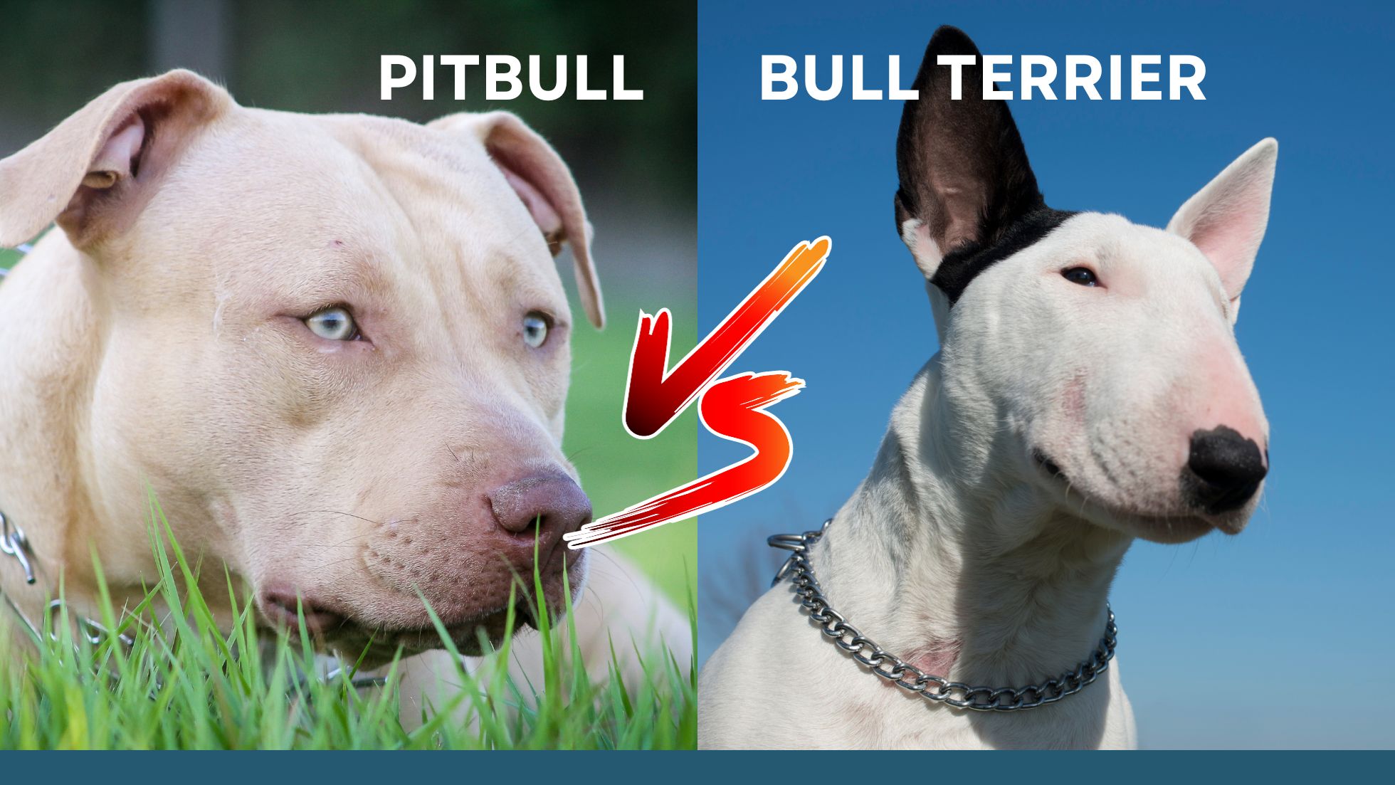 Bull Terrier VS Pitbull ¿Que perro es más agresivo?