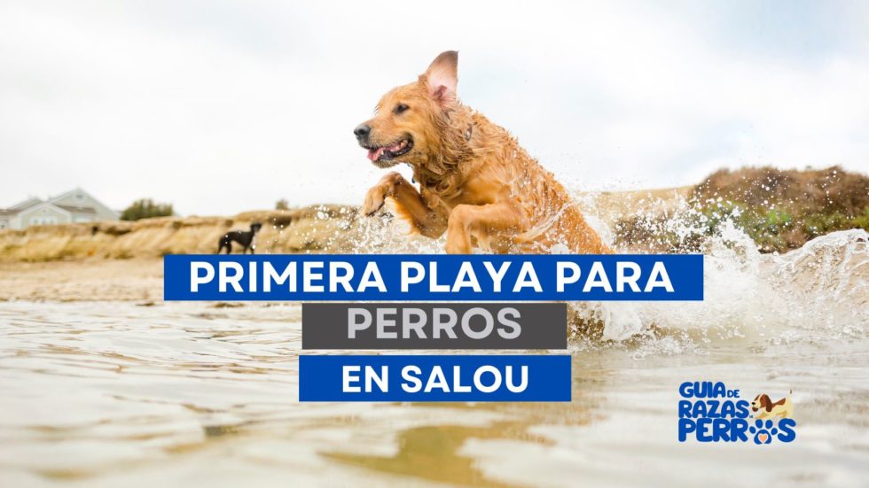 La primera playa para perros en Salou (España)