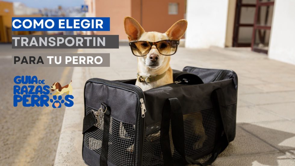 Cómo elegir un transportín para perros? Los 6 mejores