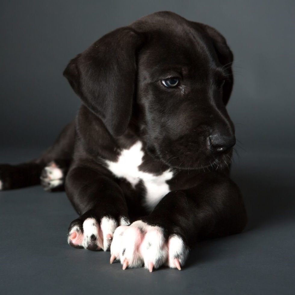 【Perro Gran Danés 】Guía completa | Cuidados Gran Danés