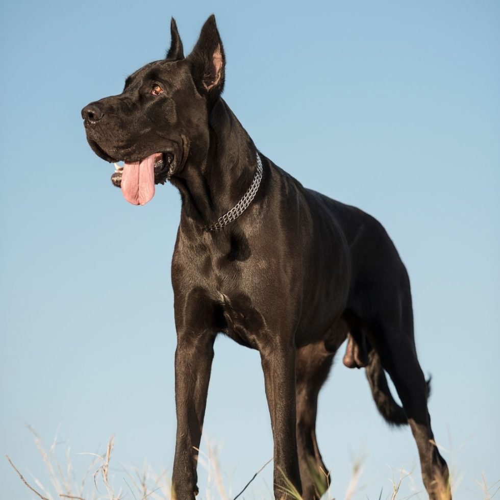 【Perro Gran Danés 】Guía completa | Cuidados Gran Danés