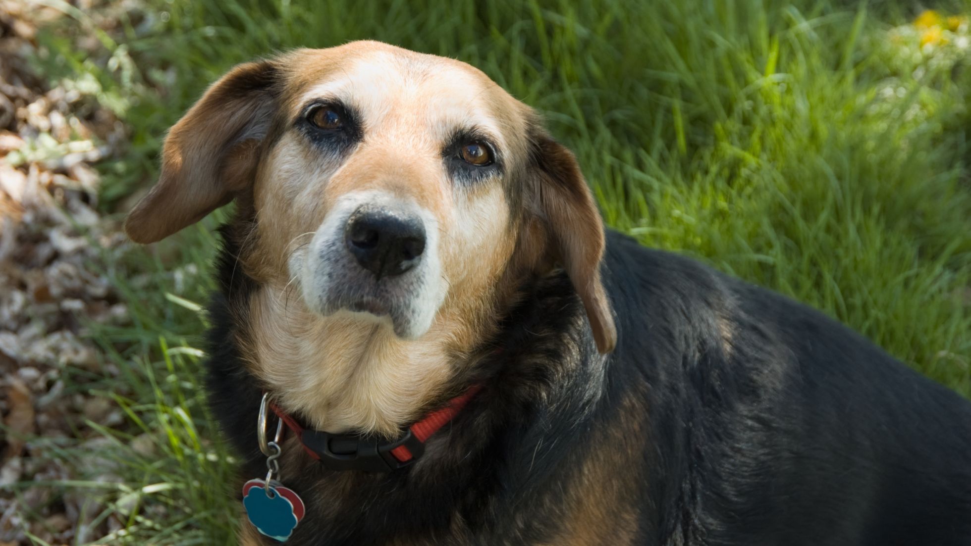 Enfermedades en Perros Mayores: Cuidados de un perro mayor