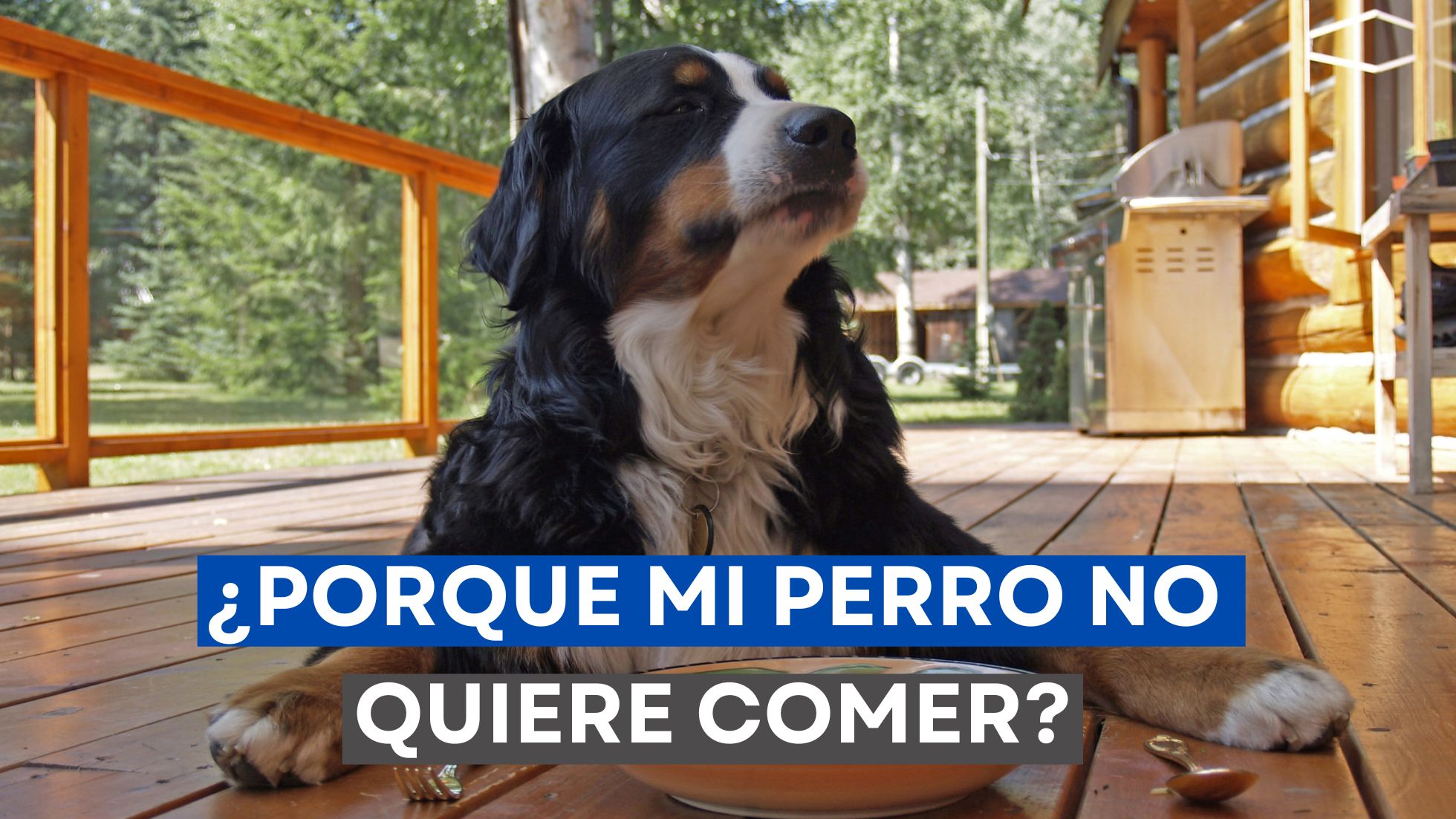 ¿Porque mi perro no quiere comer? - Guía de Razas de Perros